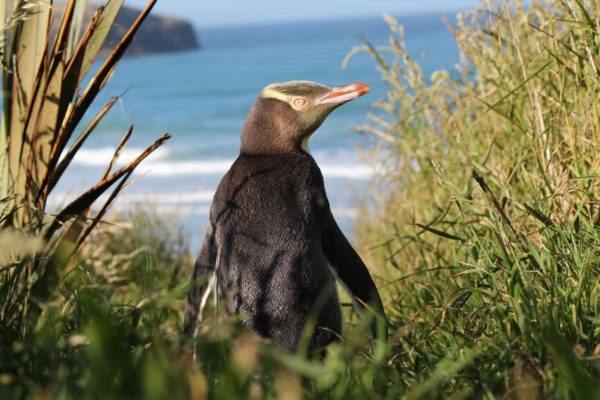 Private Tours NZ | 30 Day New Zealand Guided Tour